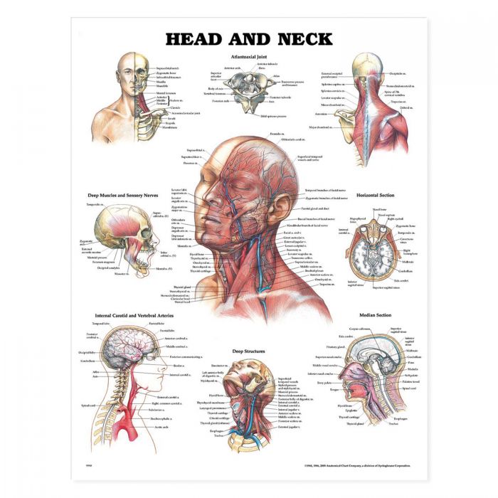 Laminated Anatomical Chart (Head and Neck) – MedTree